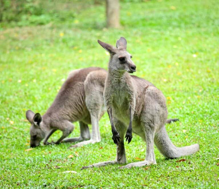 19 Best Places To See Kangaroos in Sydney, Australia