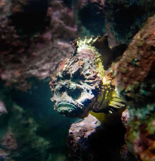 Hidden Dangers: Perth's 10 Most Dangerous Animals