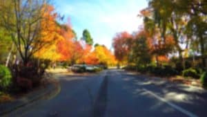 Autumn Leaves in Adelaide: Where to See the Best Colours