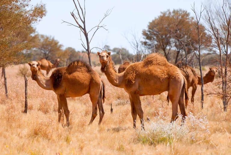 What’s Lurking in the Red Centre? Dangerous Animals of Uluru/Ayers Rock